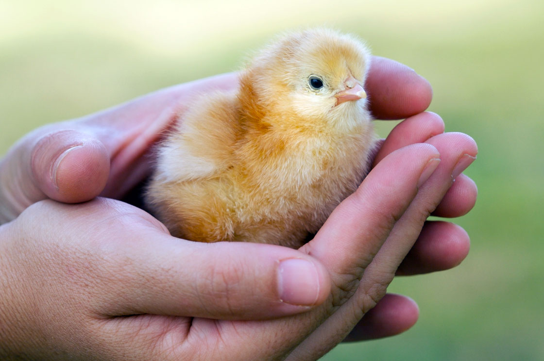 Meet the chicks - The Old Bell Hotel